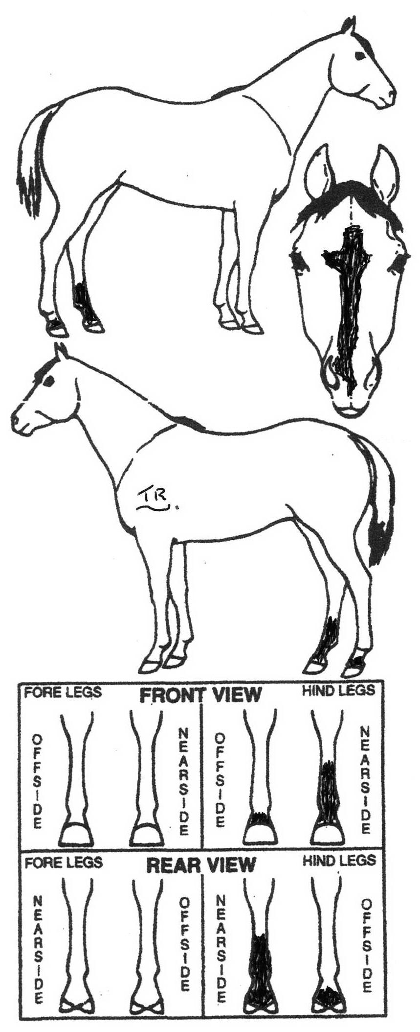 iCompete - Animal Details