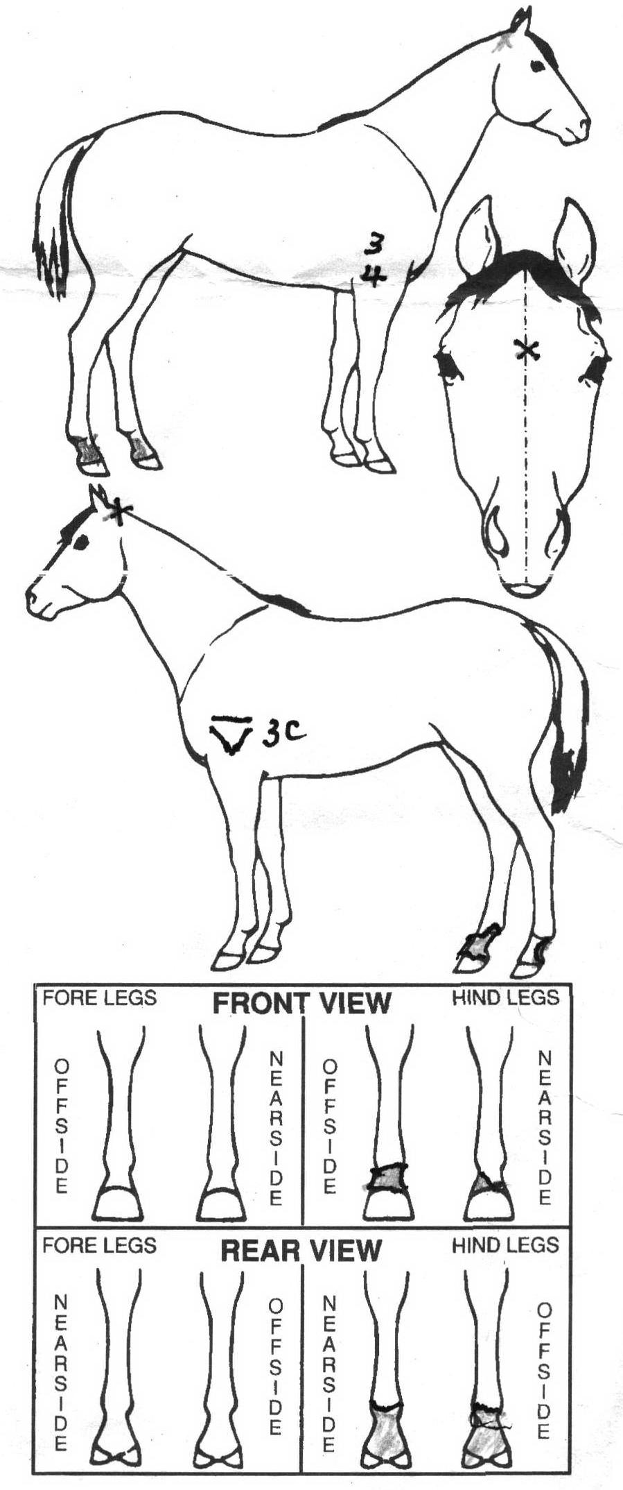 iCompete - Animal Details