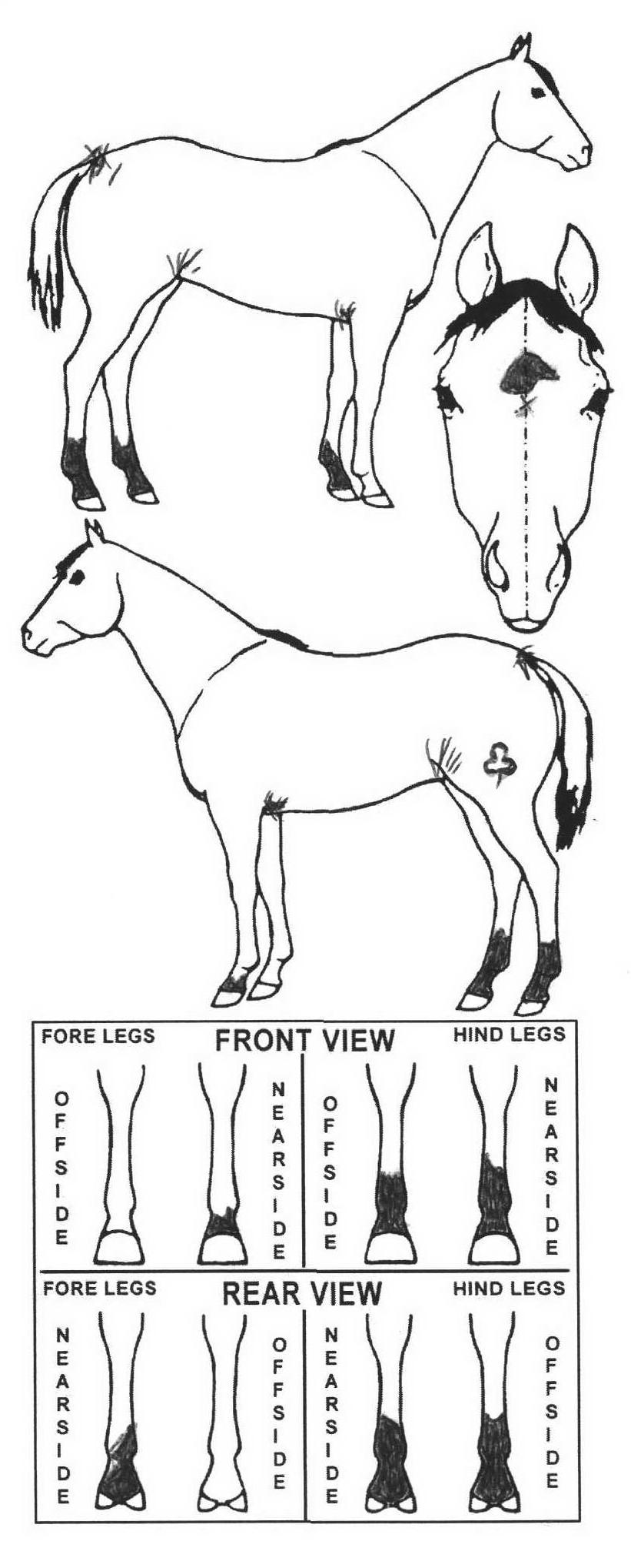 iCompete - Animal Details