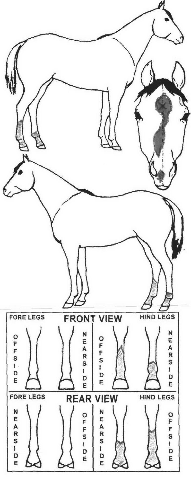 iCompete - Animal Details