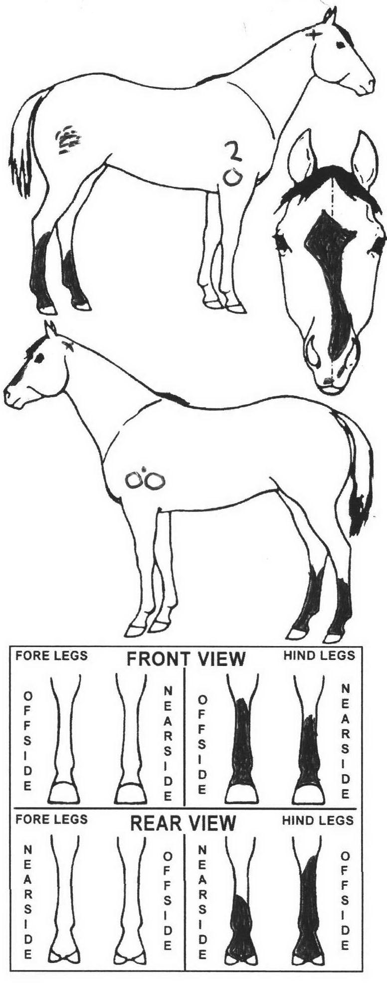 iCompete - Animal Details