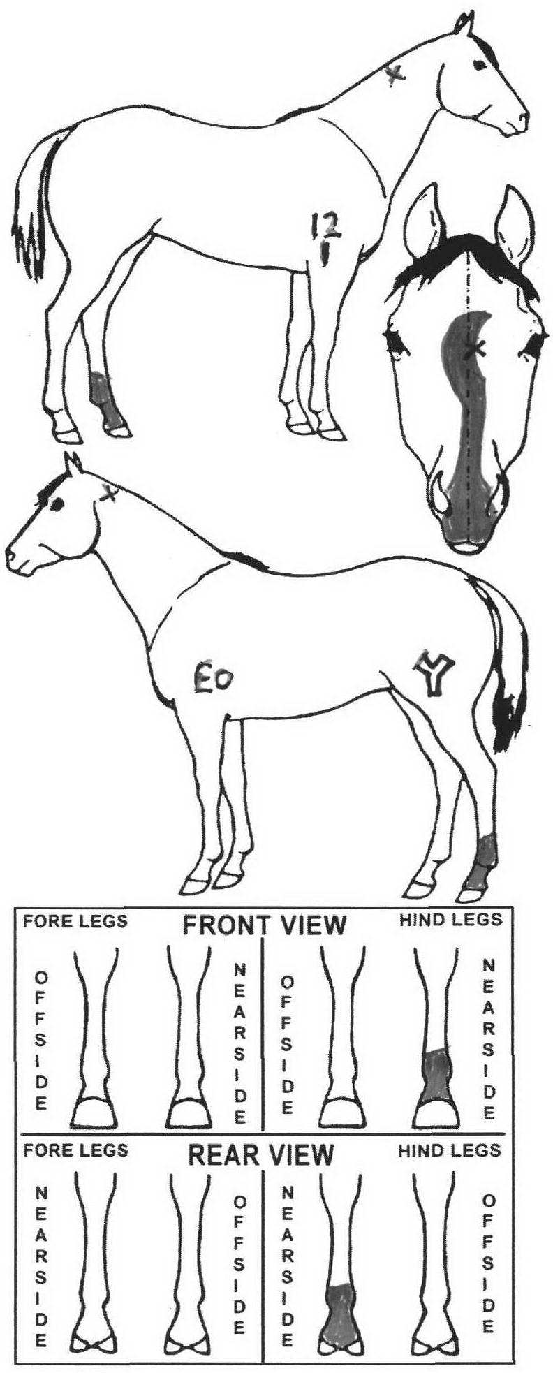 iCompete - Animal Details