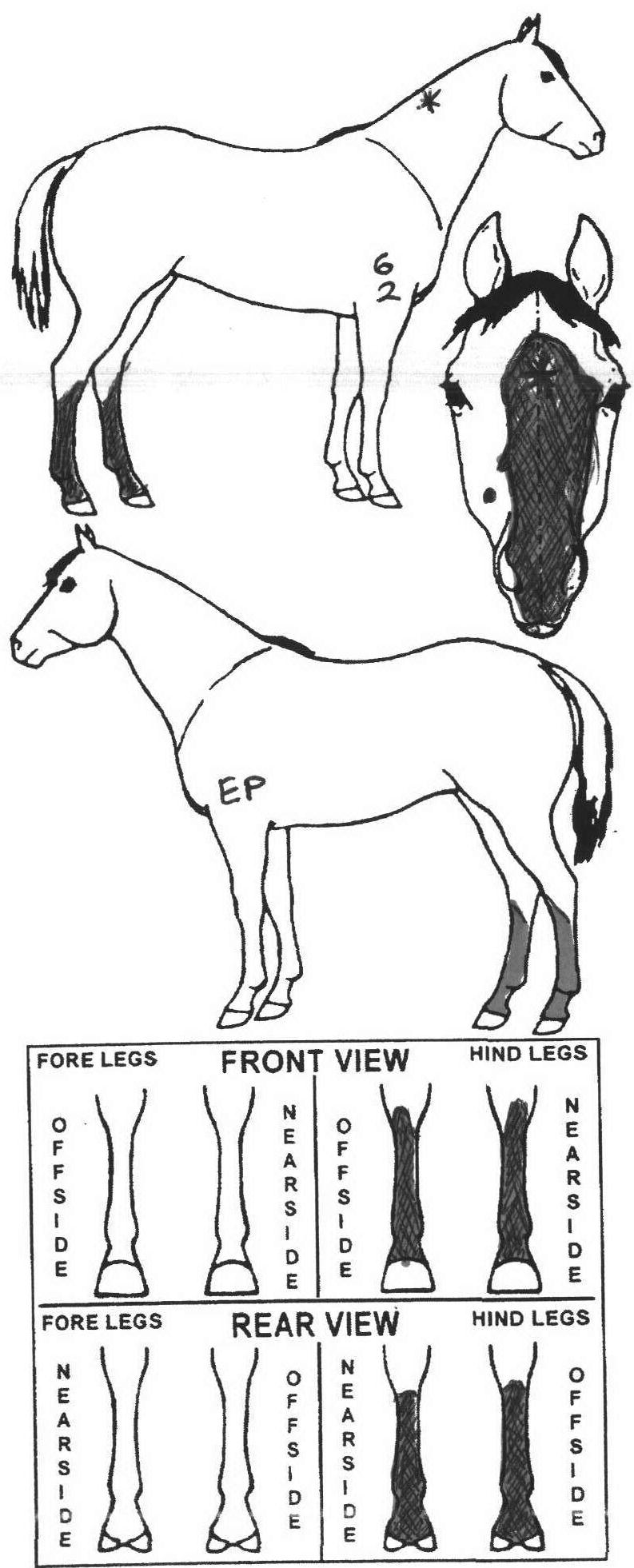 iCompete - Animal Details