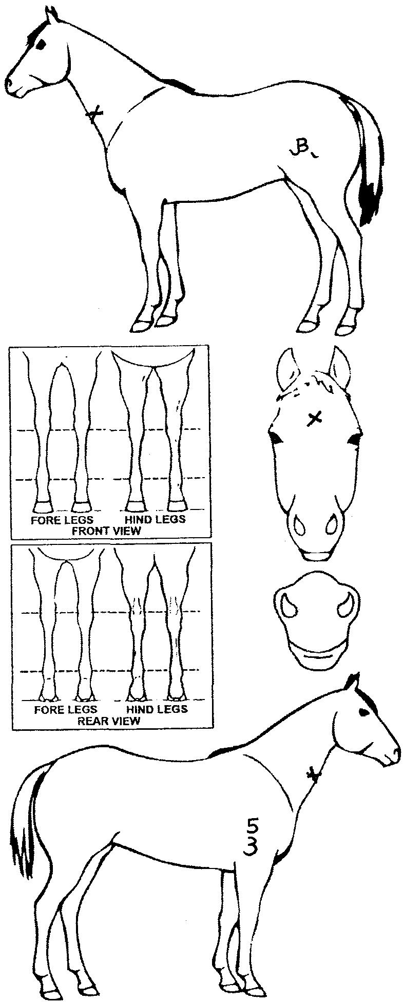 iCompete - Animal Details