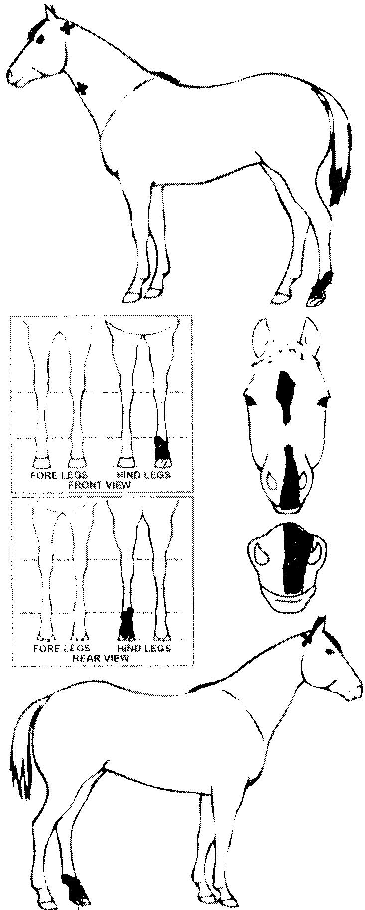 iCompete - Animal Details