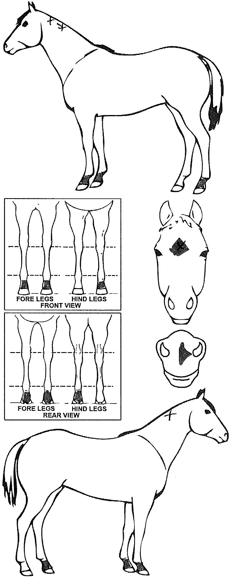 iCompete - Animal Details