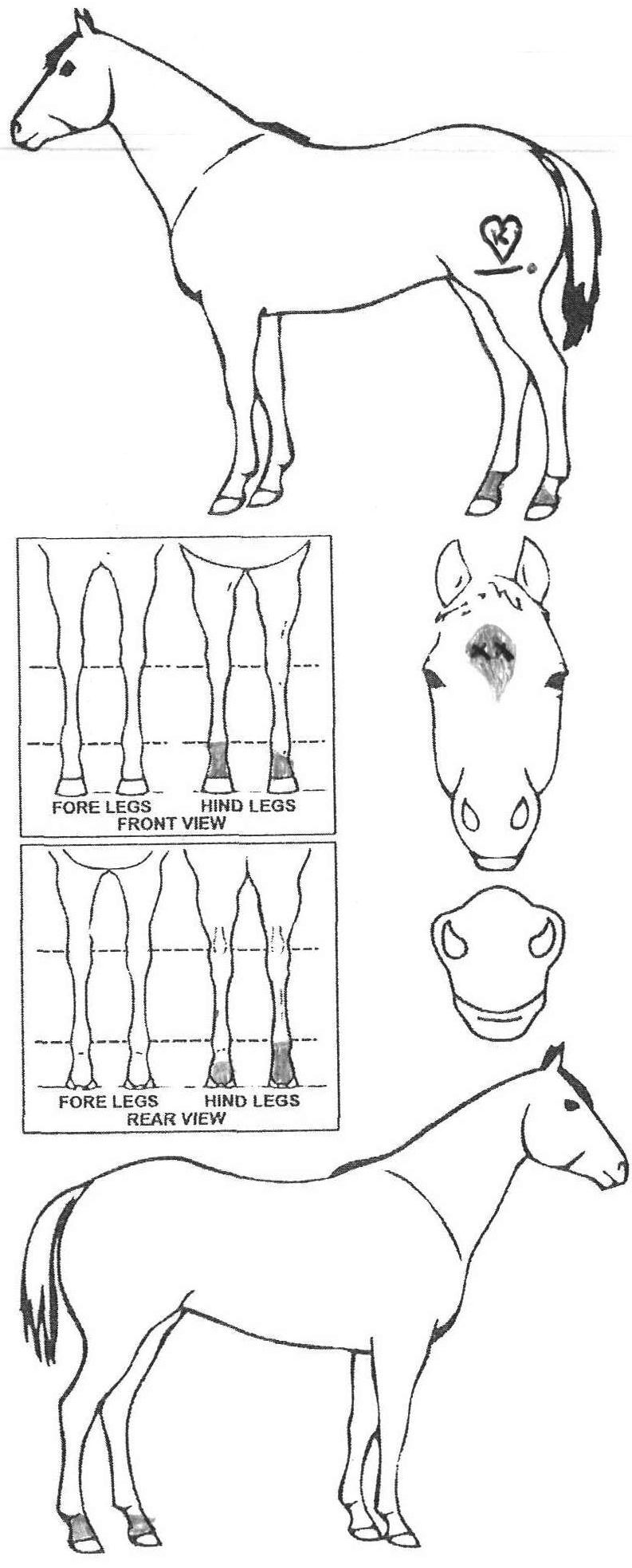 iCompete - Animal Details