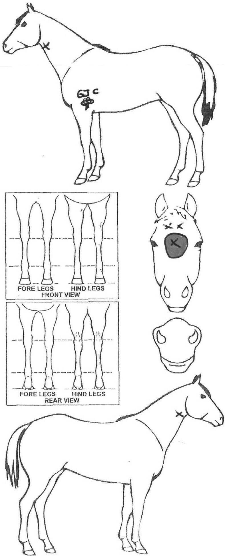 iCompete - Animal Details
