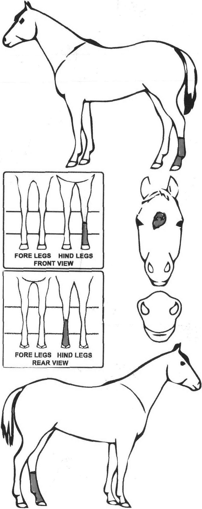 iCompete - Animal Details