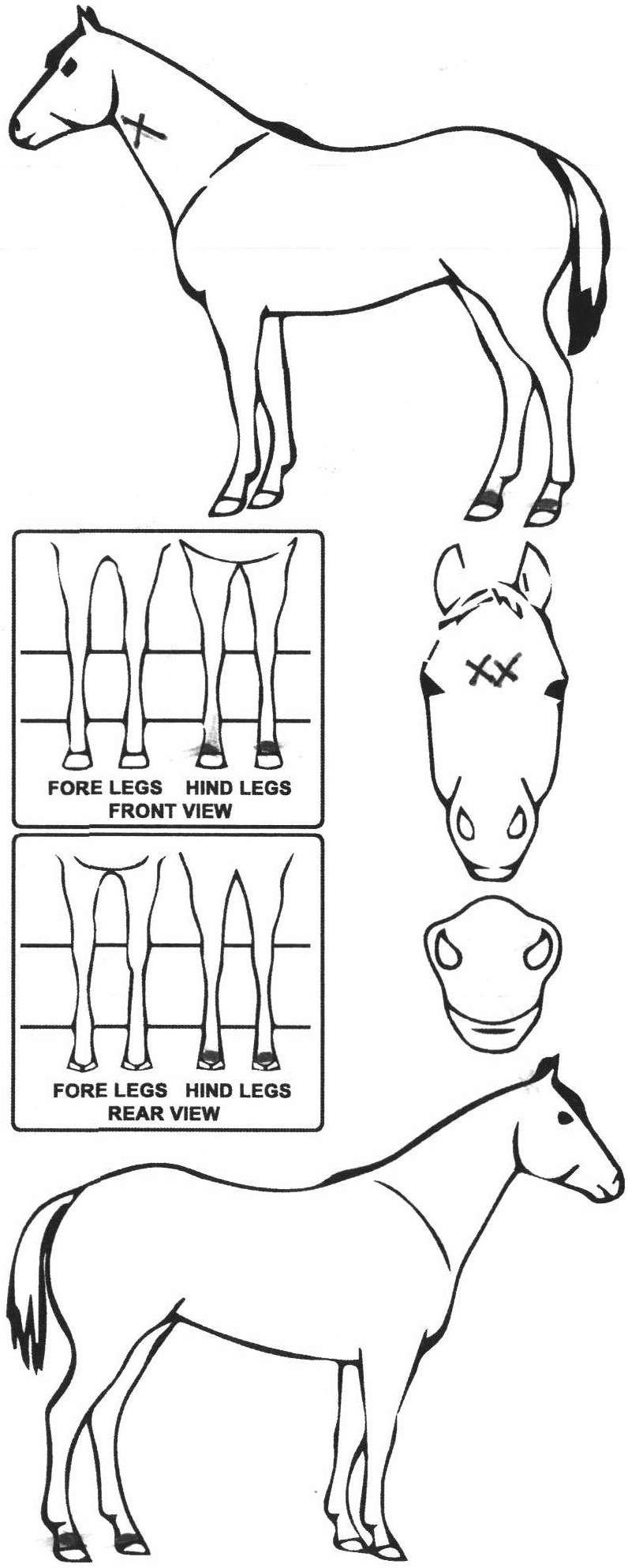 iCompete - Animal Details