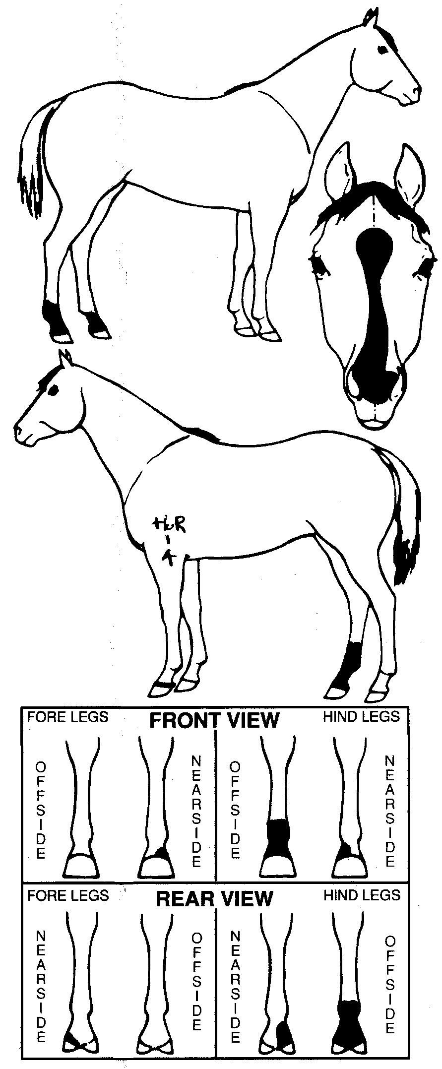 iCompete - Animal Details